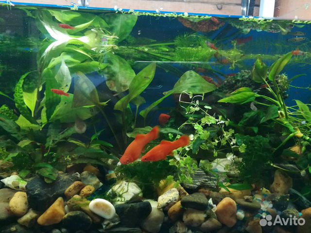 Продам рыб,креветок,растения,грунт