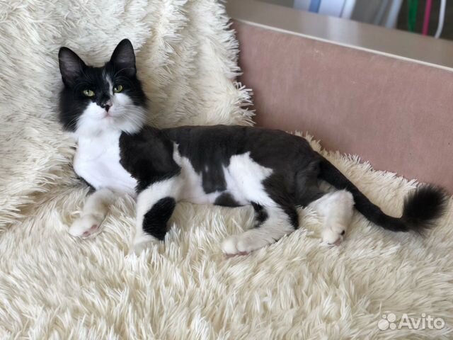 Котик Чарлик