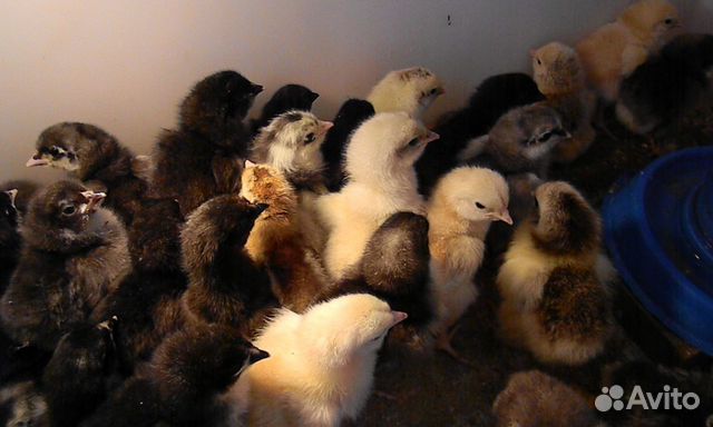 Цыплята