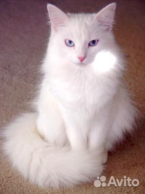 Ариша 6 мес белая ангорская кошка