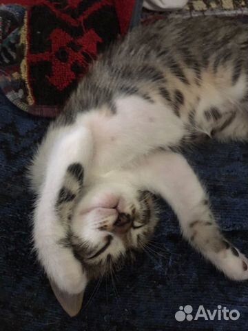 Отдам хвостиков людям с добрым сердцем