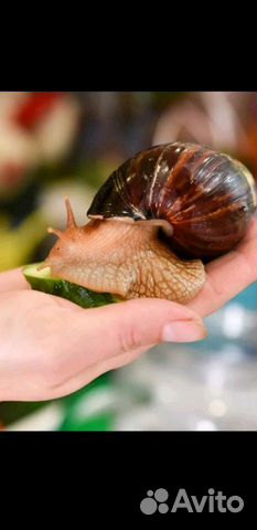 Улитка Ахатинская 4штуки отдам