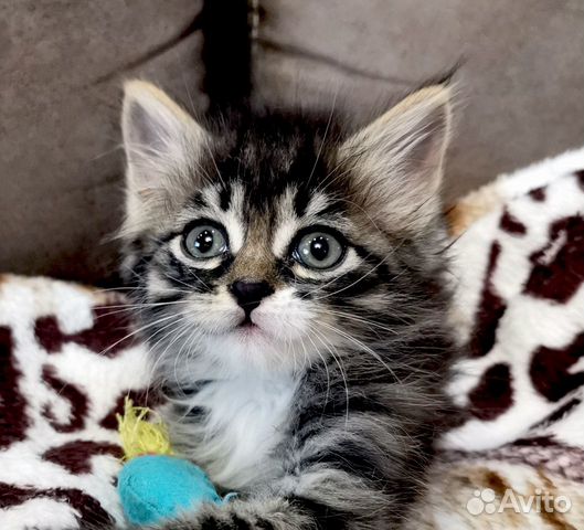 Котенок Матвей