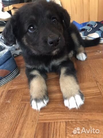 Отдам в хорошие руки щенка