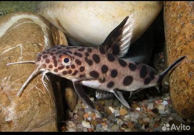 Сомик синодонтис