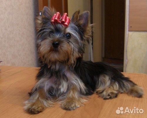 Йорк мальчик