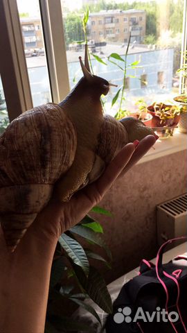 Улитка Ахатина