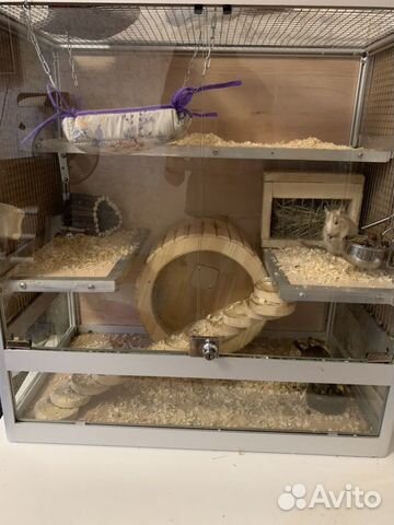 Террариум Дегу