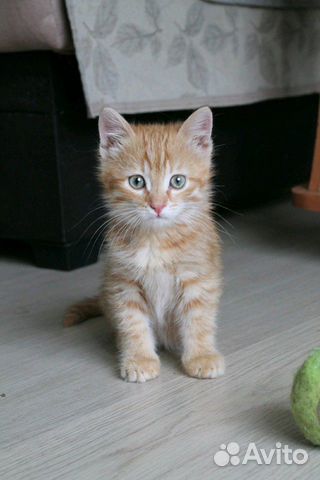 Котёнок
