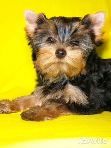 Йорки мальчики.Клеймо,прививки,документы