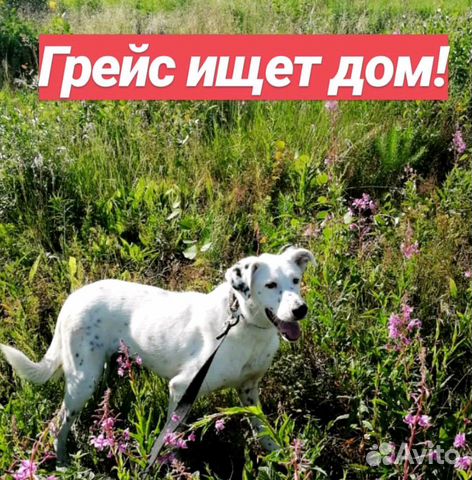 Собака метис далматина