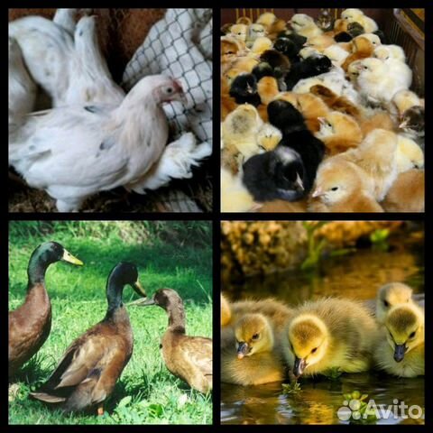 Продаются суточная подрощенная птица