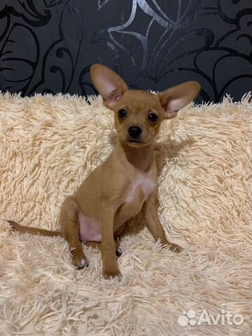 Щенок той-терьера