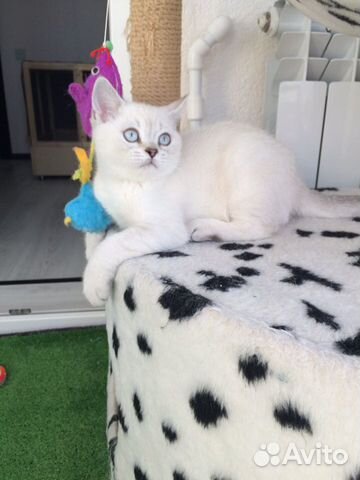 Чистокровный прямоухий шотландский котенок