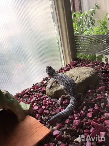 Зублефар геккон отдадим с террариумом