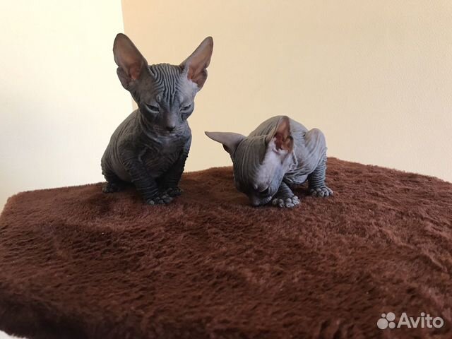 Сфинкс донской