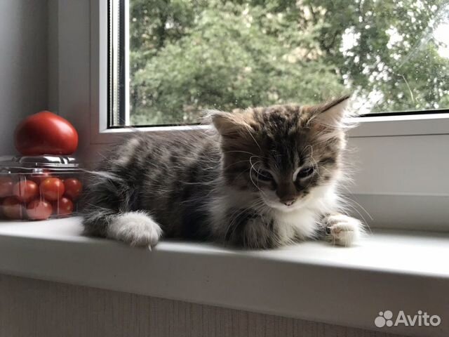 Отдам котёнка в добрые руки