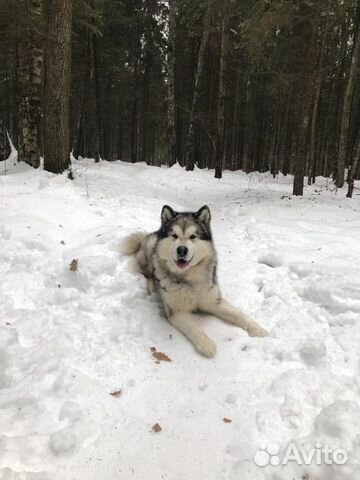 Кобель Аляскинского Маламута для вязки