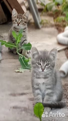 Котята 1 мес