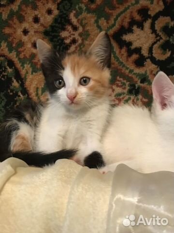 Кошки в добрые руки