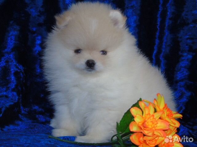 Кремовые малышки мальчик И девочка