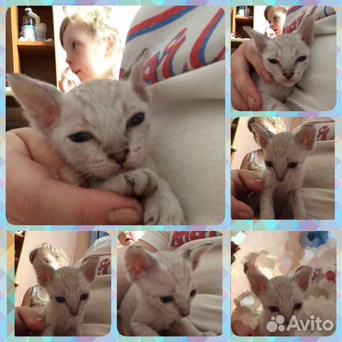 Катенок сфинкс