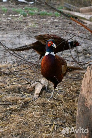 Фазан охотничий