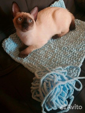 Меконгский бобтейл