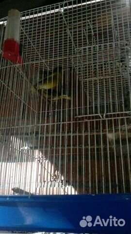 Певчие птицы