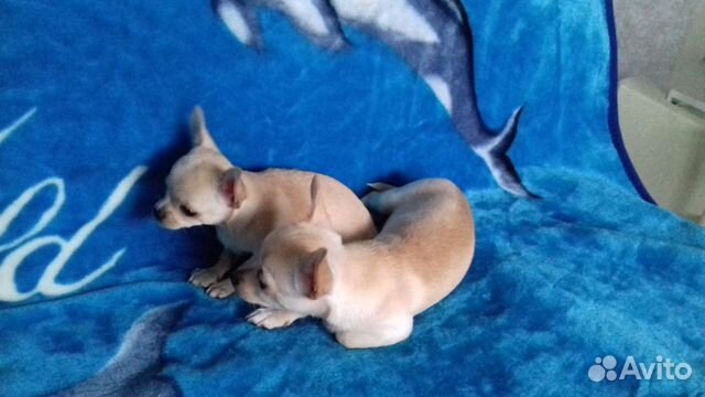 Чихуахуа (девочка)