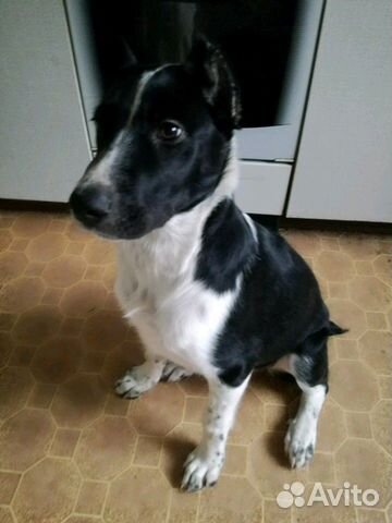 Отдам в хорошие руки