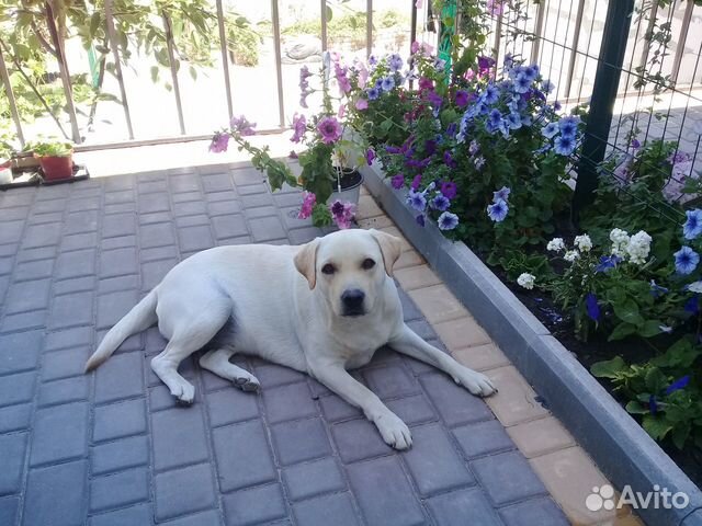 Ищем кобеля