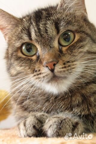 Возьмите кошку Флору домой