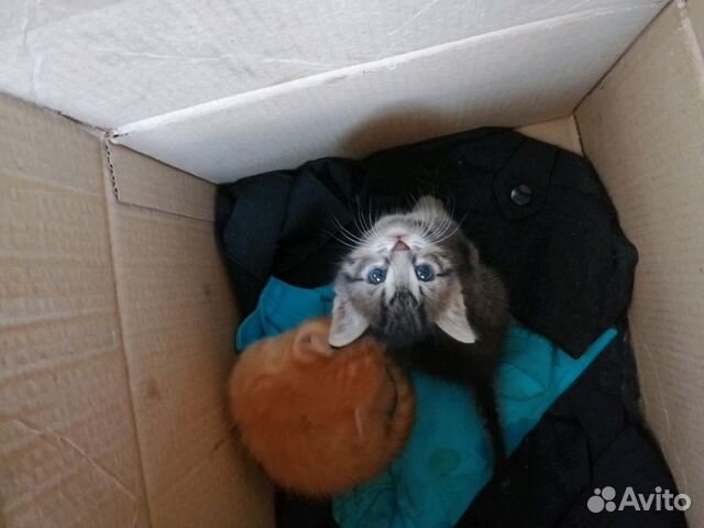 Отдам котят