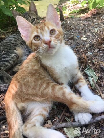 Котята бездомные