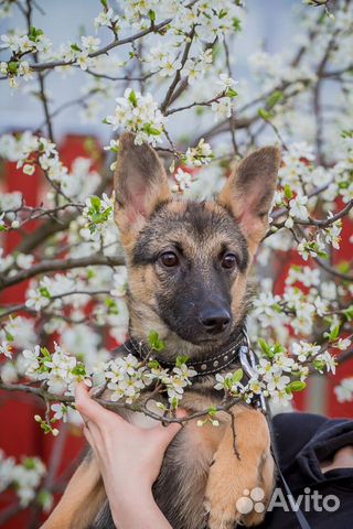 Щенок (Наоми)