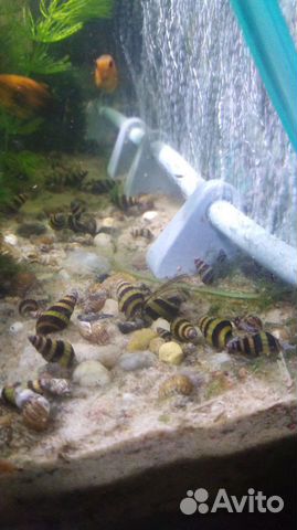 Продам Улиток Хелена. Рассмотрю вариант обмена