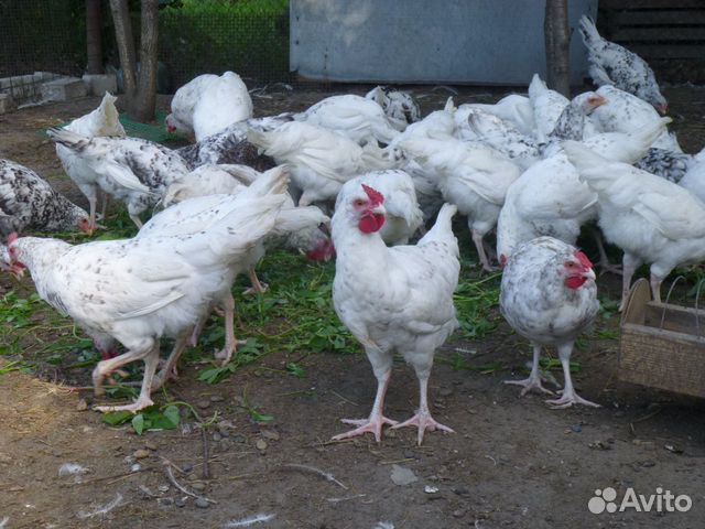 Петушки пушкинские 3 м-ца на мясо