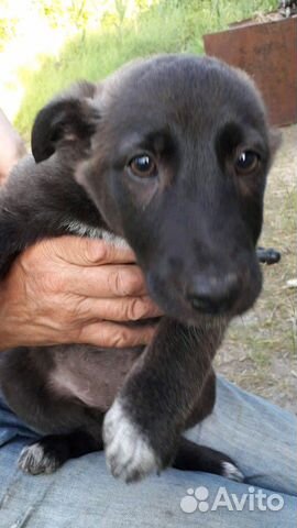 Ищу хозяина