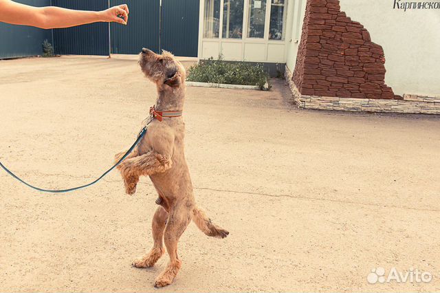 Красавца терьера Бакса в дар