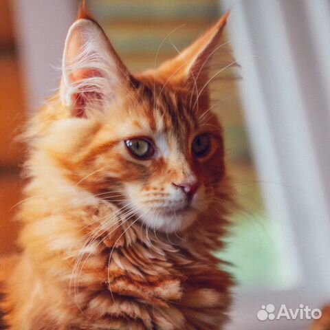 Котенок мейн-кун 5 месяцев. Летняя цена