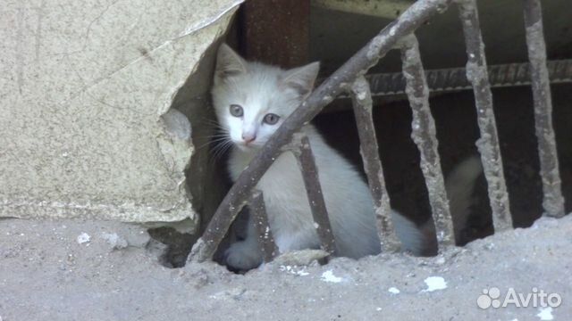 Помогаю кошке найти дом для малыша