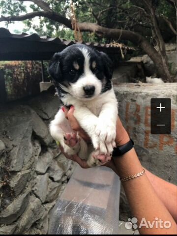 Пёсель Кобель