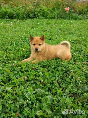 Щенок Карело финская лайка