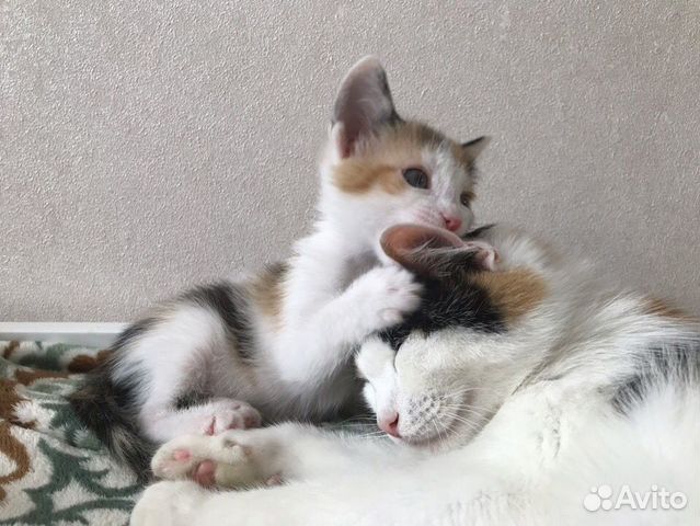 Котодевочка трехцветка