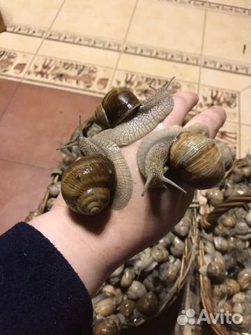 Виноградная улитка