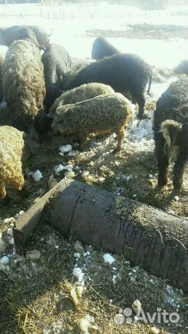 Сельское хозяйство