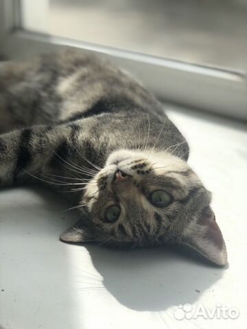 Тигрёнок-подросток кастрат в добрые руки