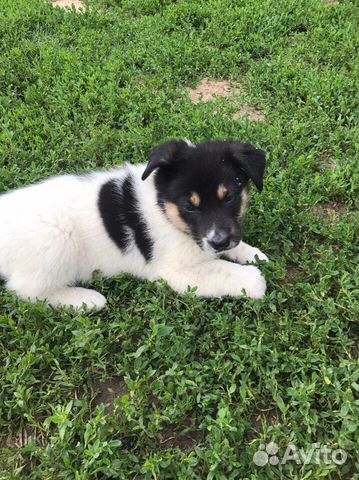 Очаровательные щенки в добрые руки