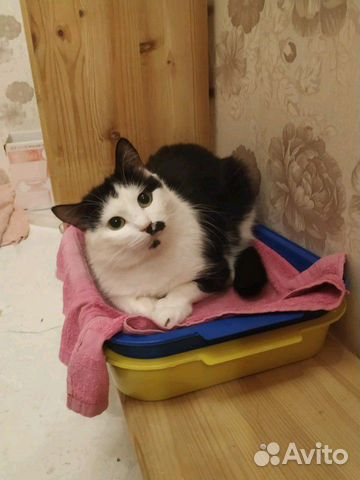 Кошечка Ксюша ищет дом